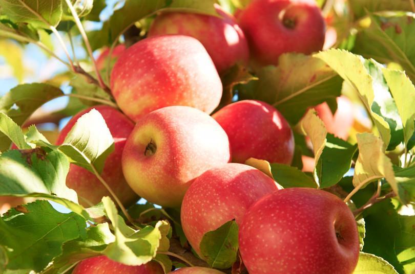 AgroFresh launches ‘more convenient’ ethylene control solution | News ...