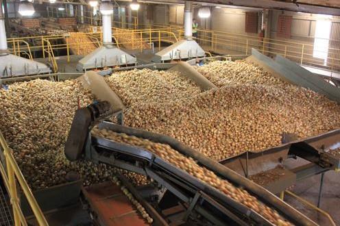 Field Fresh unveils packhouse upgrade | Article | Fruitnet