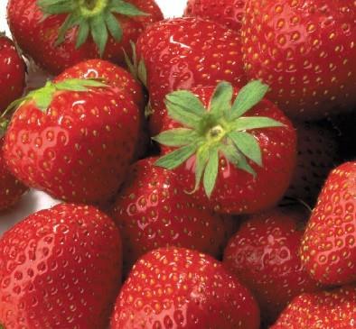 Early start for Australian strawberries | Article | Fruitnet