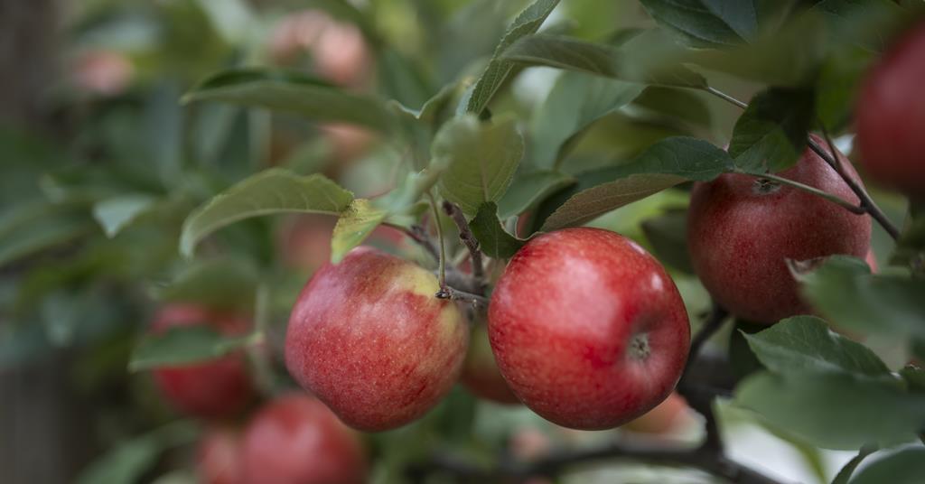 Two iconic New Zealand apple varieties mark 40 years | News | Fruitnet