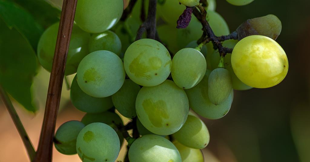South African table grape industry ready to bounce back | Article ...