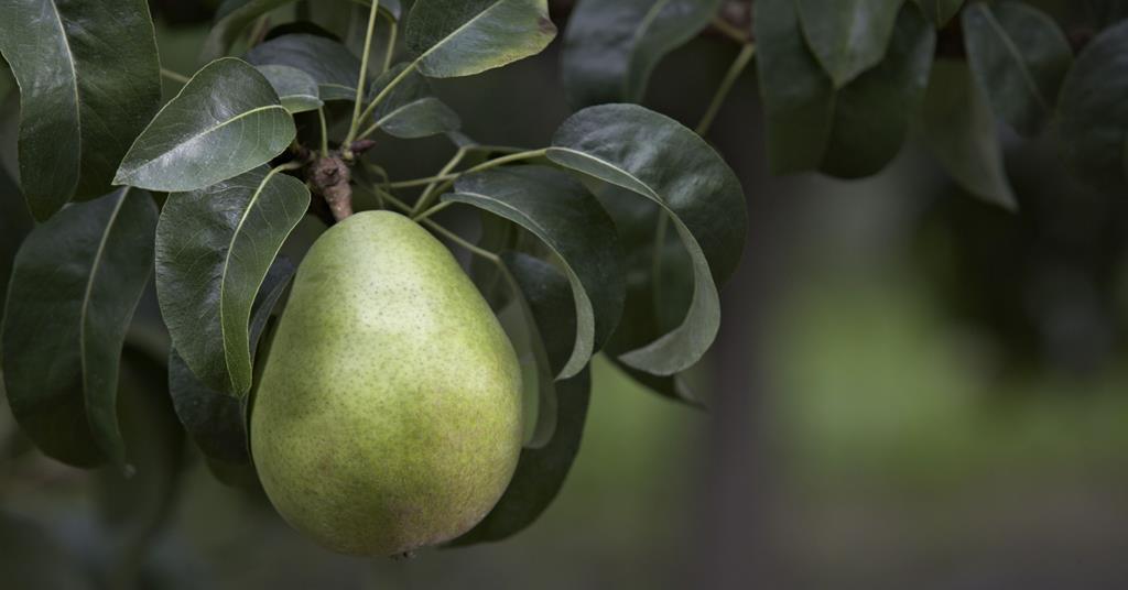 Off-year for Pacific NW pears | Article | Fruitnet