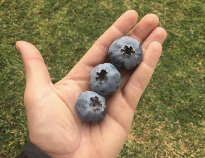 Eureka throws its weight around | Article | Fruitnet