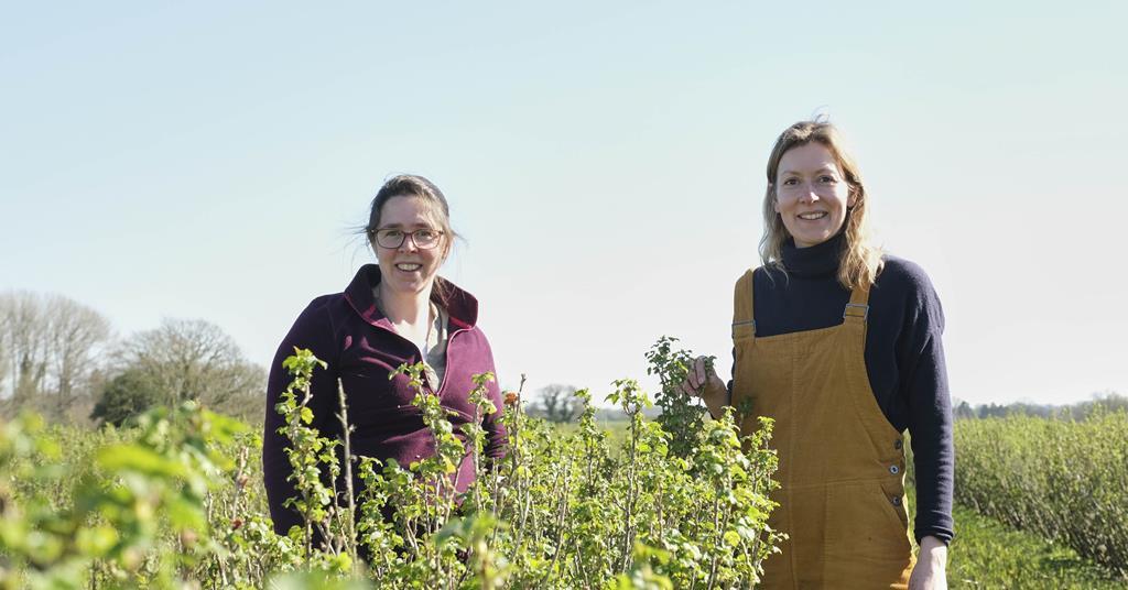 Blackcurrants lead in regenerative farming project | News | Fruitnet