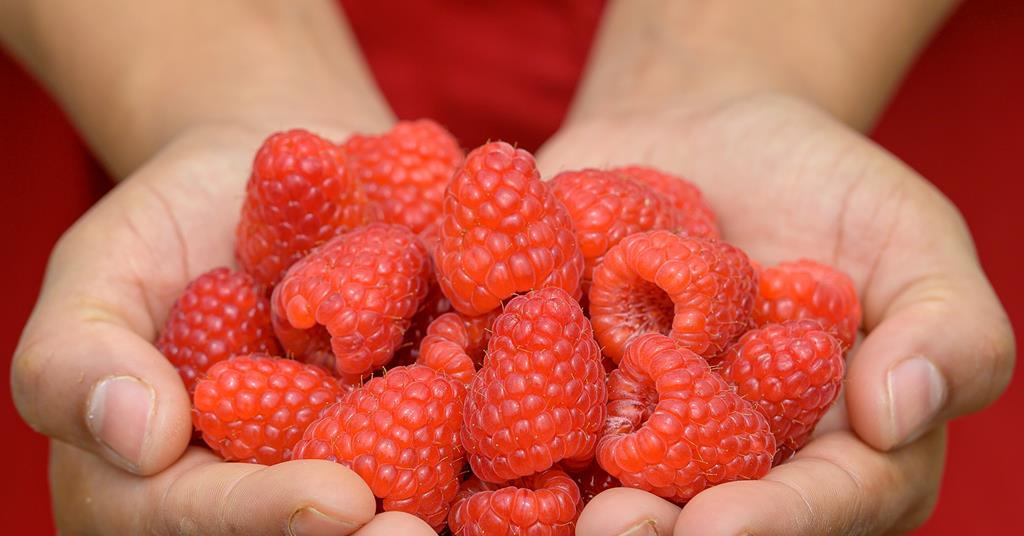 Pink Star rises to meet year-round raspberry demand | News | Fruitnet