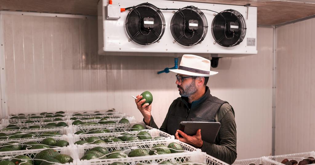 New book explores how to make avocados more sustainable | News | Fruitnet
