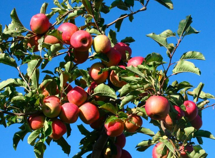 French apples set to arrive early | Article | Fruitnet