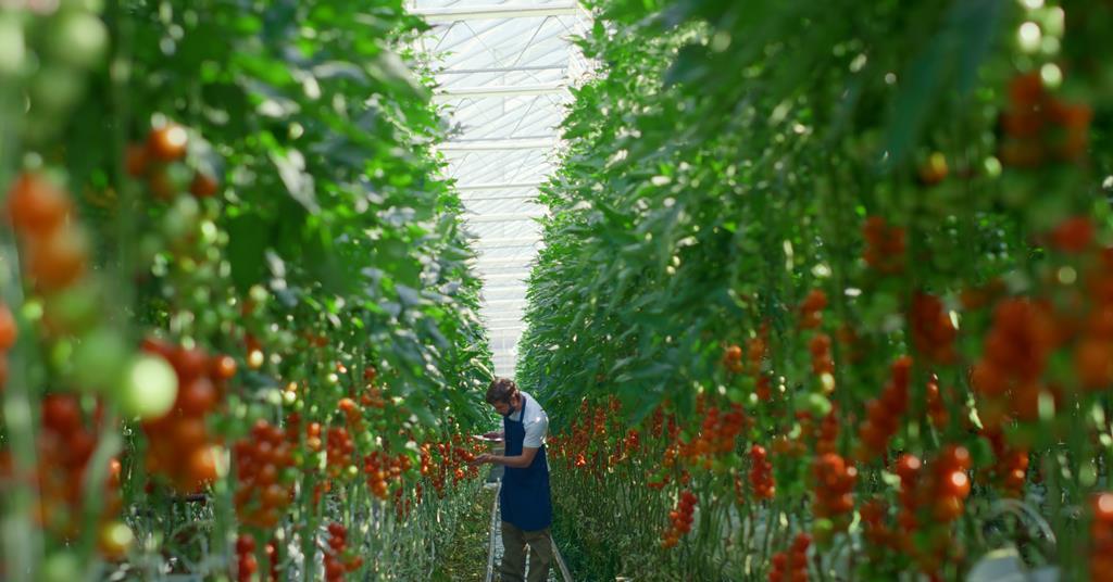 Sustainability in the spotlight at this year’s British Tomato ...