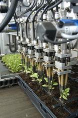 Transplanter ups GAN production | Article | Fruitnet