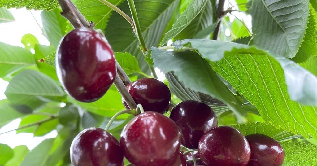 Better weather gives rise to larger English cherry crop, says supplier ...
