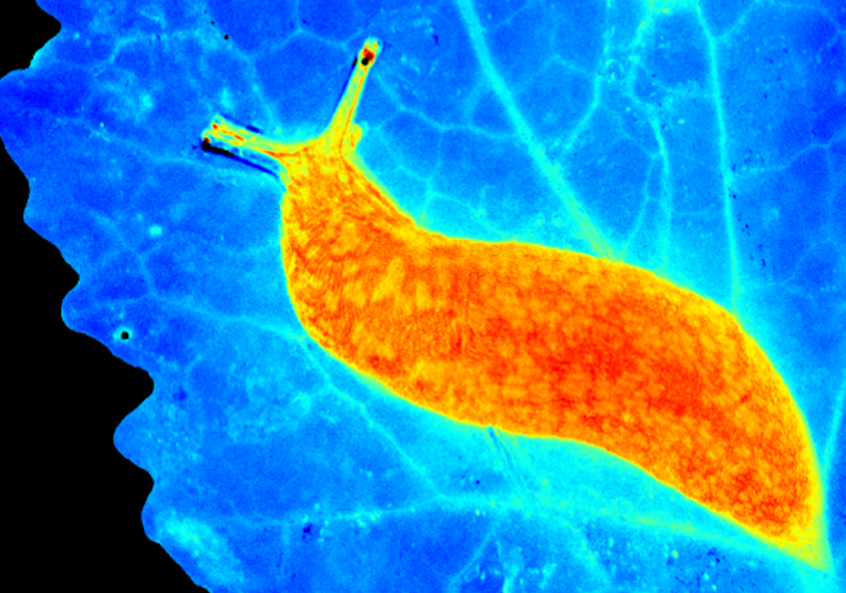 Slug-monitoring project gets underway | News | Fruitnet