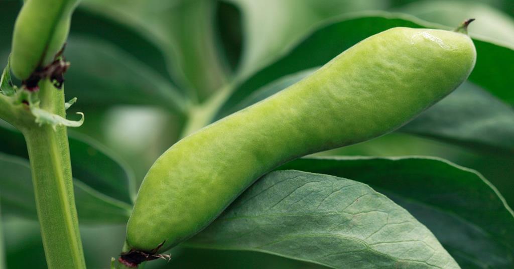 Tesco has grand plans for fava beans | Article | Fruitnet
