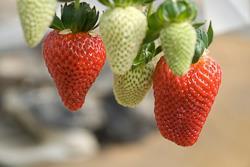 Boost for Australian strawberries | Article | Fruitnet