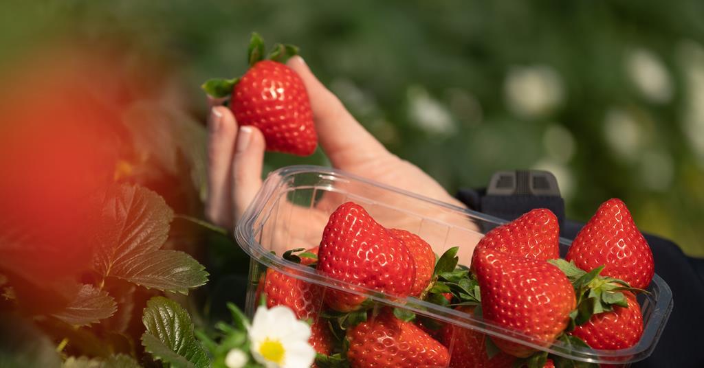New strawberries from Angus Soft Fruits enter commercial production ...