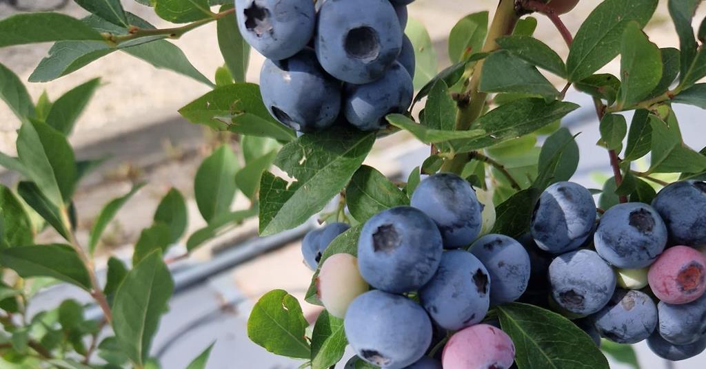 Scottish-bred Highland Charm blueberry variety developed after decade ...