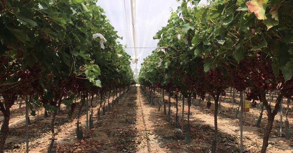 Spain to host 2026 World Table Grape Symposium | News | Fruitnet