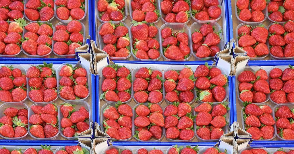Record high for US strawberry exports | News | Fruitnet