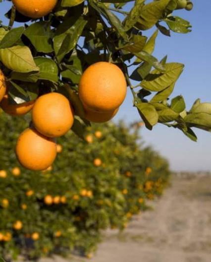 Citrum looks to grow citrus exports | Article | Fruitnet