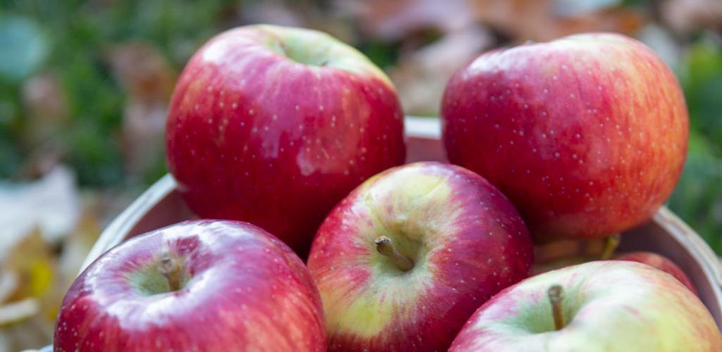 University of Minnesota launches ‘Triumph’ | Article | Fruitnet