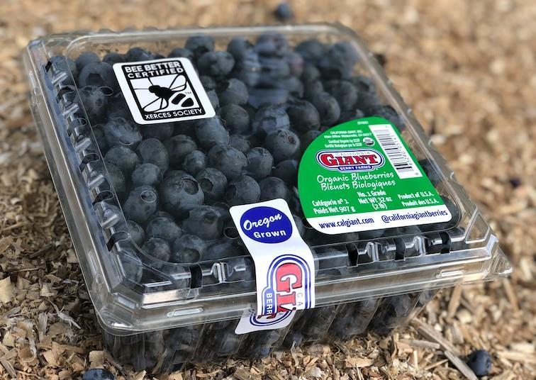 Giant US berry season ahead | Article | Fruitnet