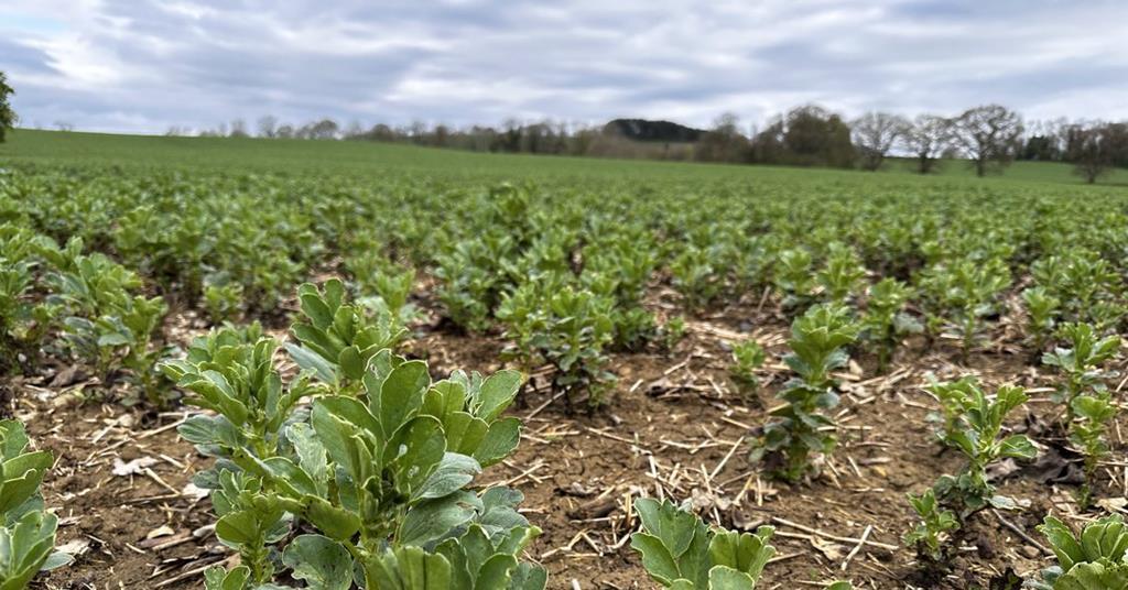 June open days for pea and bean growers | News | Fruitnet