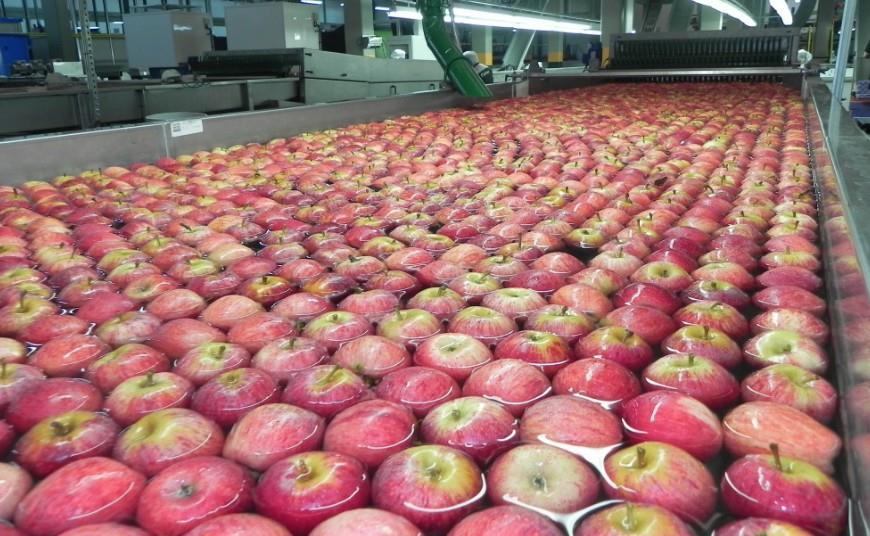 More Brazilian apples head to EU | Article | Fruitnet