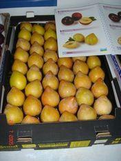 Katopé plants first Israeli varieties | Article | Fruitnet