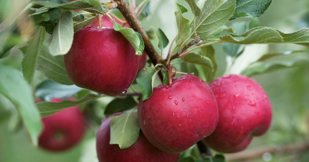 University of Minnesota launches Superior Fruit Innovations licensing ...