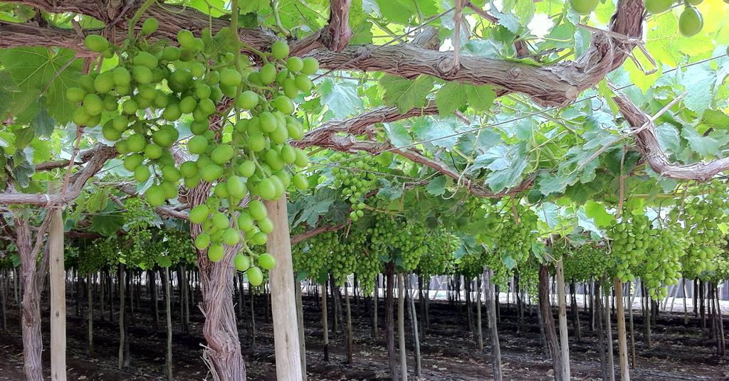 Peruvian grape exports soar | Article | Fruitnet