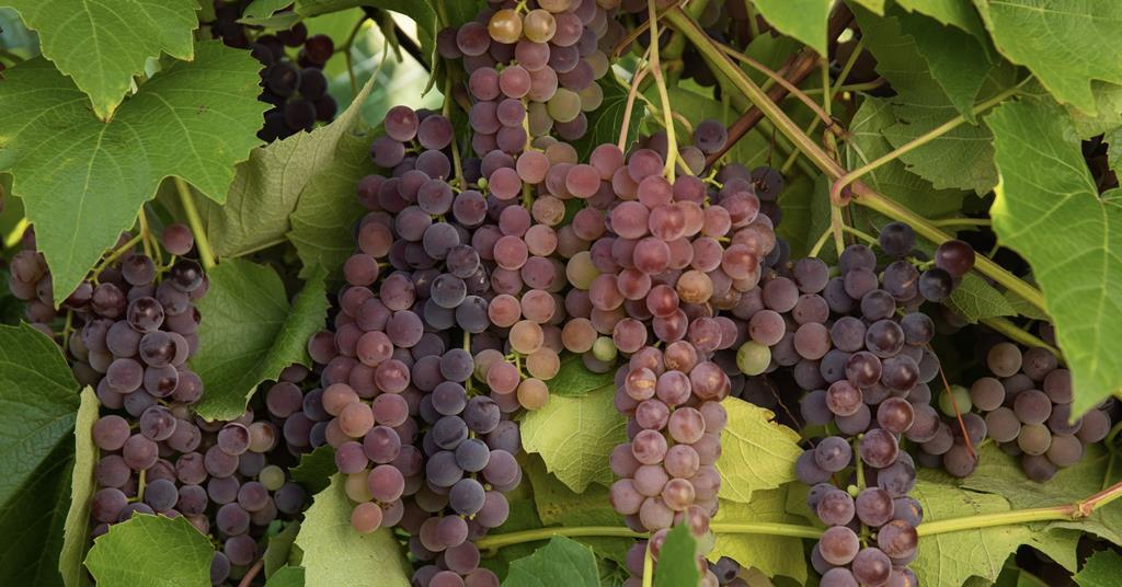 University of Minnesota launches Superior Fruit Innovations licensing ...