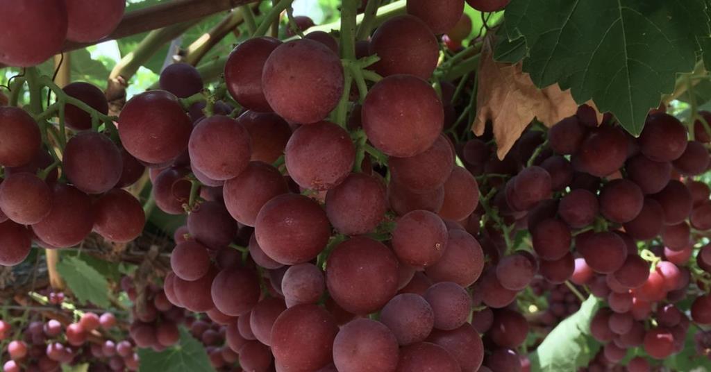 Spanish grape trial shows promising results | Article | Fruitnet