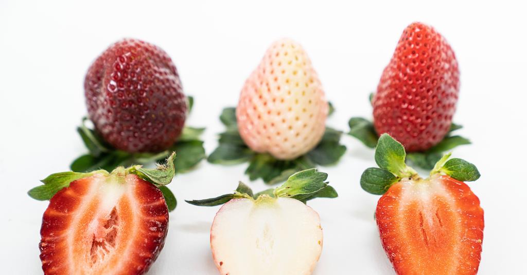 Quest to tailor strawberry taste | Article | Fruitnet
