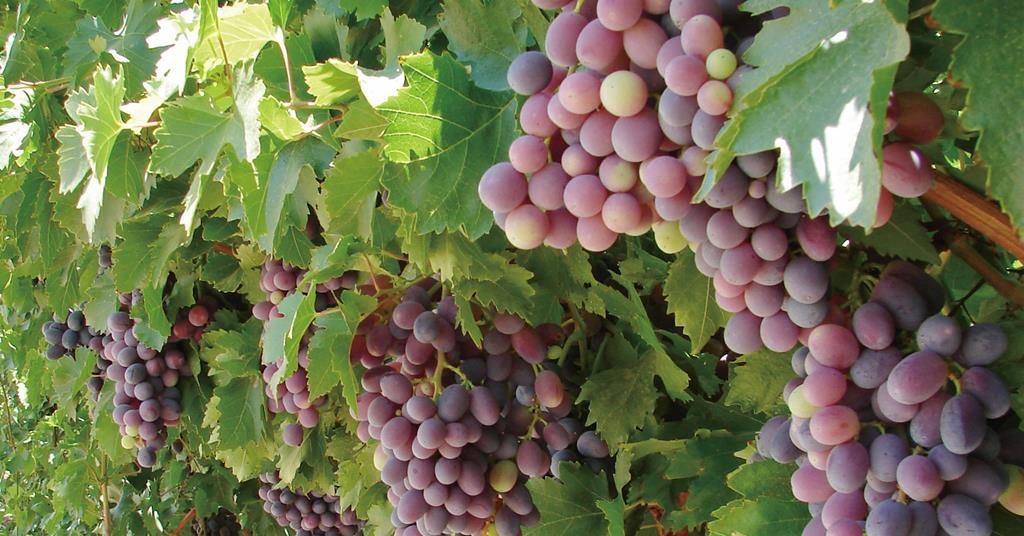 CA grape season ends on positive note | News | Fruitnet