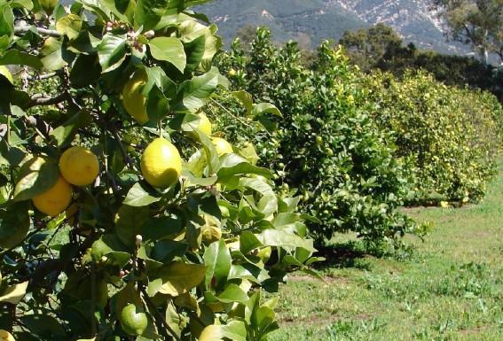 Limoneira reveals expansion plans | Article | Fruitnet
