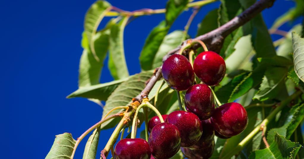 IFG’s low-chill programme ramps up | News | Fruitnet