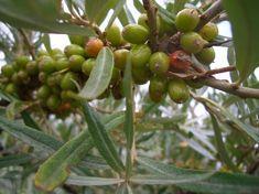 Sweden’s fruit secret | Article | Fruitnet