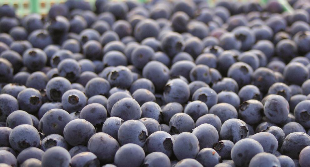 Brie Reiter Smith named GM of Driscoll’s Chile | Article | Fruitnet