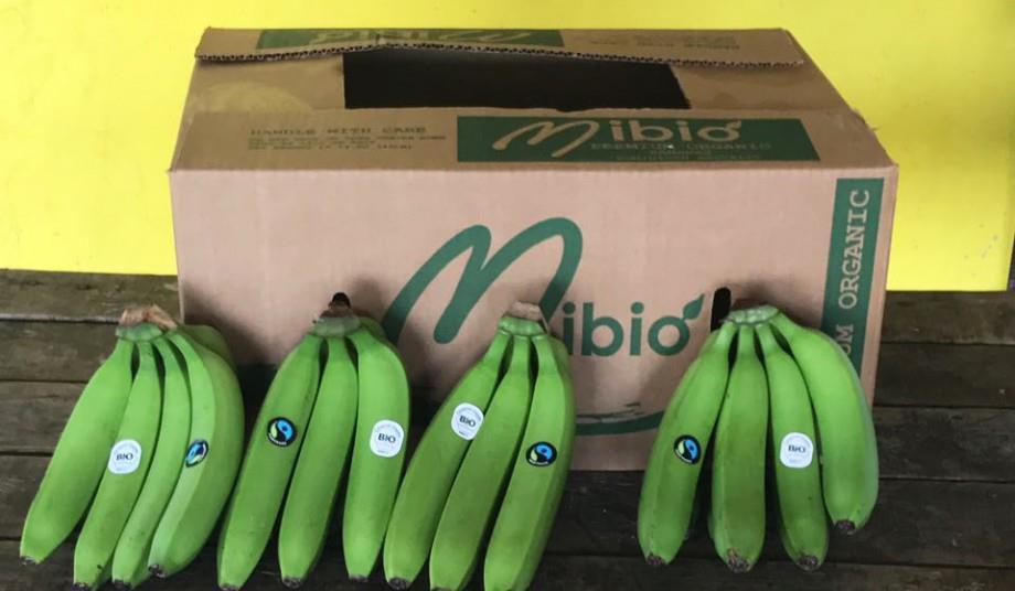 New organic bananas arrive in UK | Article | Fruitnet