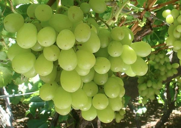 Namibian table grape exports set to fall | Article | Fruitnet