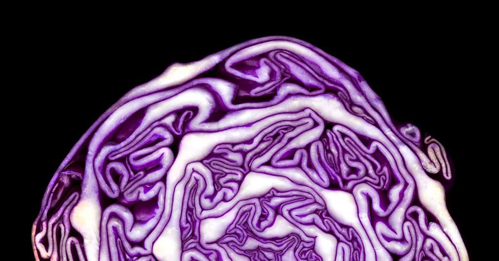 New world record for heaviest red cabbage | Article | Fruitnet