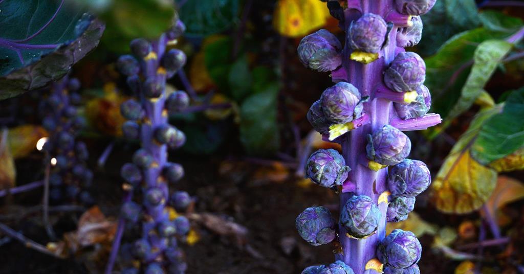 Waitrose launches 'colour-changing' sprouts | Article | Fruitnet