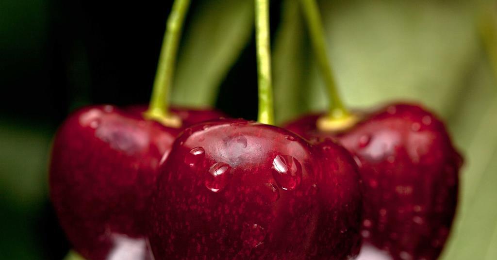 Cautious optimism for Canadian cherries | Article | Fruitnet