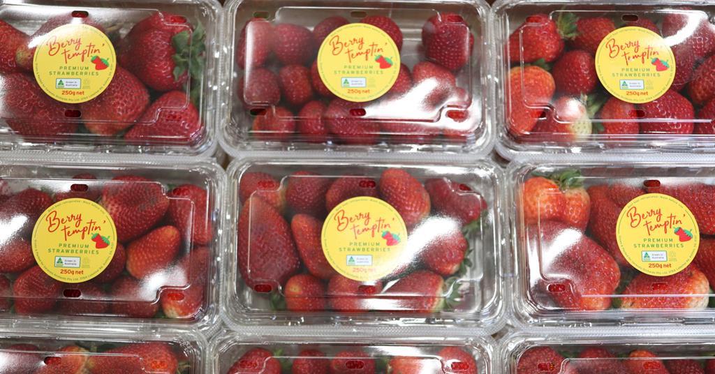 SA strawberry launch sets record | Article | Fruitnet