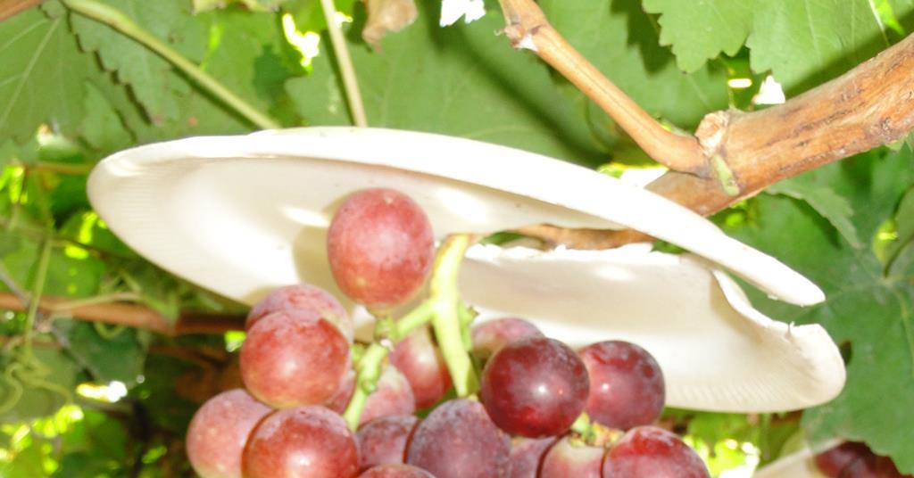 Peru exportierte 71,4 Millionen Kartons Trauben | Article | Fruitnet