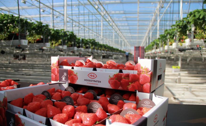 Hoogstraten launches UK berry campaign | Article | Fruitnet