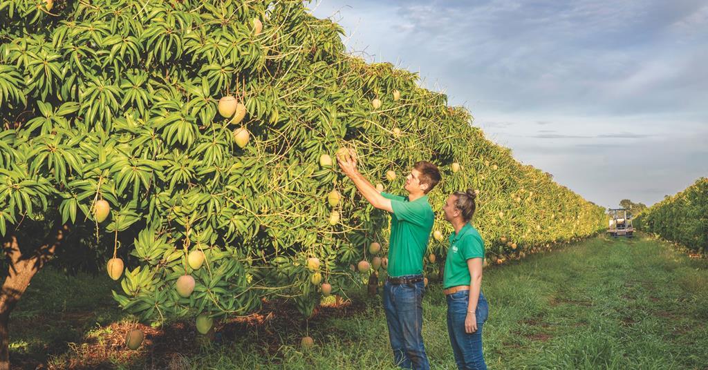 Quality over quantity for Honey Gold this season | News | Fruitnet