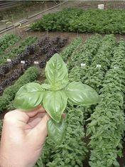 Tozer - seeds on trial | Article | Fruitnet