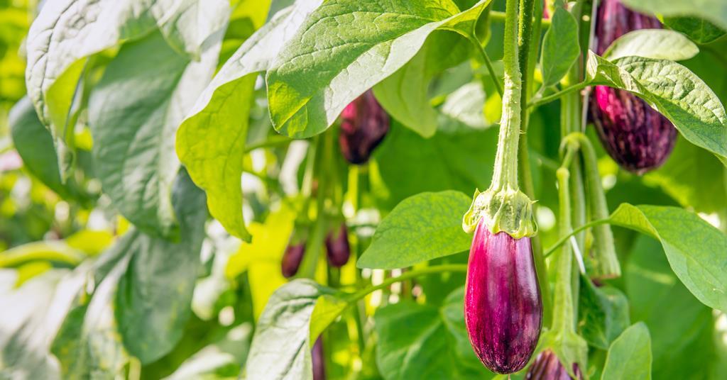 BVL/QS: Widerruf der Zulassung von Pflanzenschutzmitteln mit Wirkstoff ...