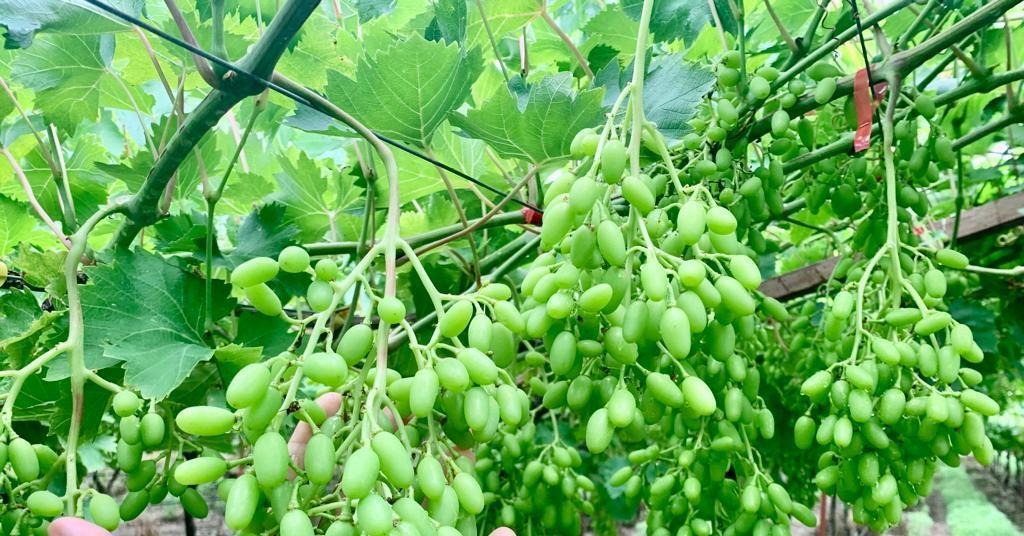 Test varieties show promise for Greek grape growers | Article | Fruitnet