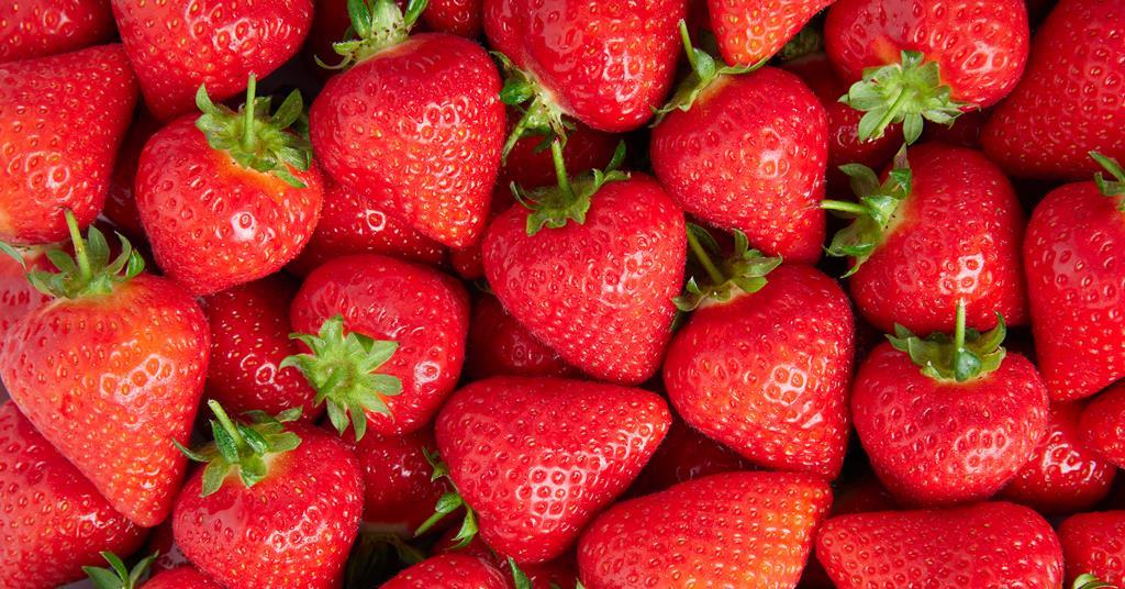 UK berry growers facing “perfect storm” | Article | Fruitnet